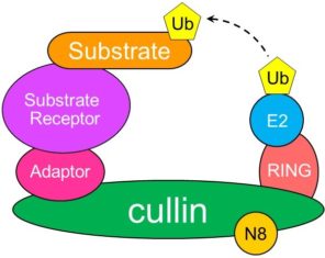 Xing Liu Lab – Xing Liu Lab Purdue University