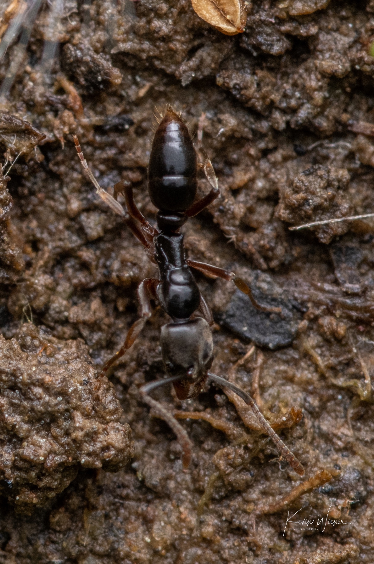 Asian Needle Ant
