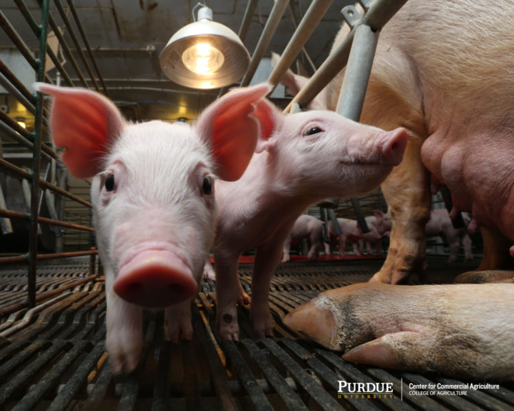 Low Hog Prices to Start the Year - Center for Commercial Agriculture