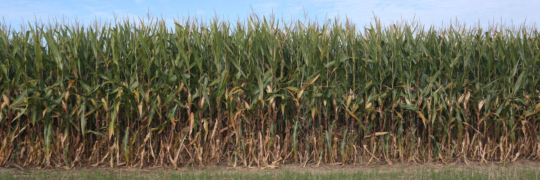 Corn Improvement Conference