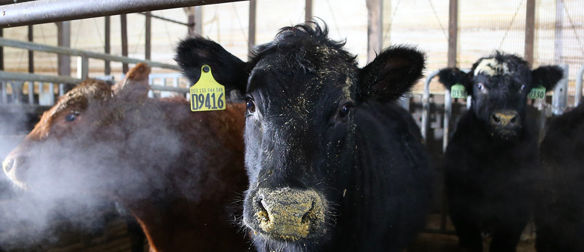 Beef Center @ Purdue