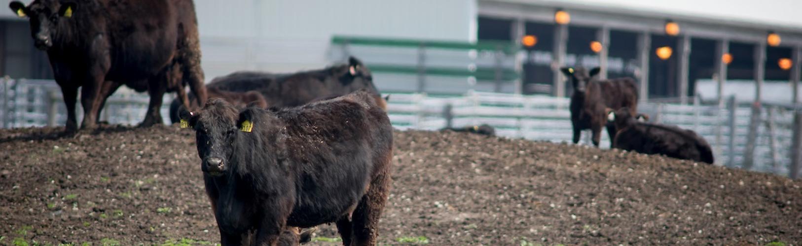 Indiana Beef Evaluation & Economics Feeding Program