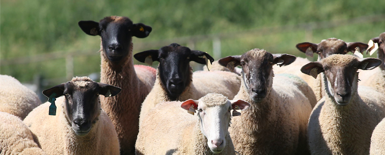 Sheep & Goat @ Purdue