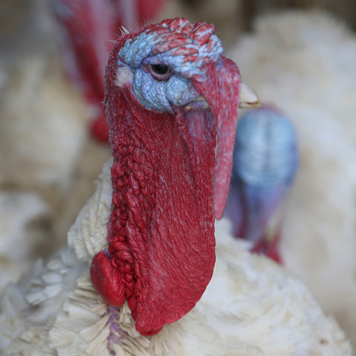 Indiana Turkey Market Development Program