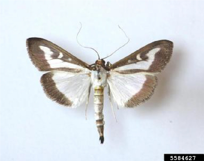 Box Tree Moth