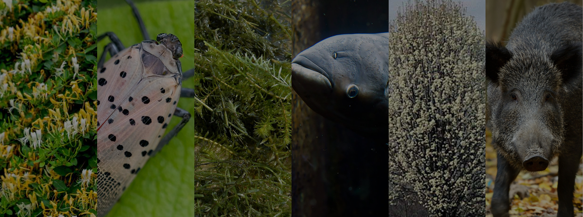 Indiana Invasive Species Council