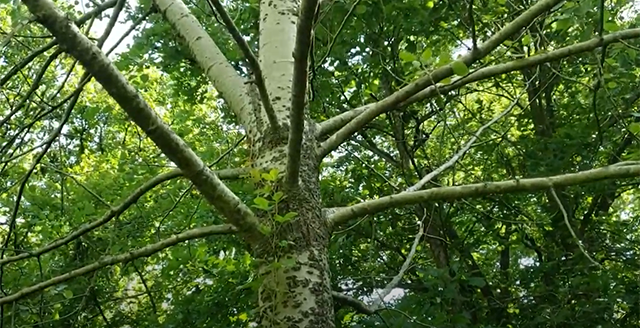 Intro to Trees of Indiana: Large Tooth Aspen