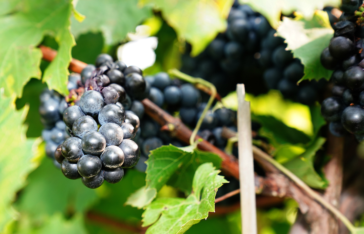 Purdue Wine Grape Team