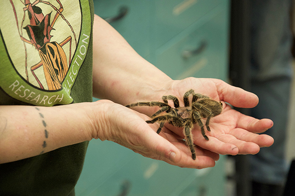 Discover Insect Biology