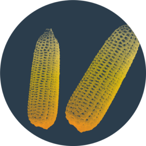 The Big Idea – Phenotyping – Envision – College of Agriculture Magazine ...