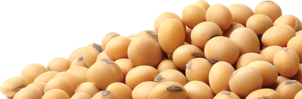 Harvest yields a distinctive gift – Envision – College of Agriculture ...