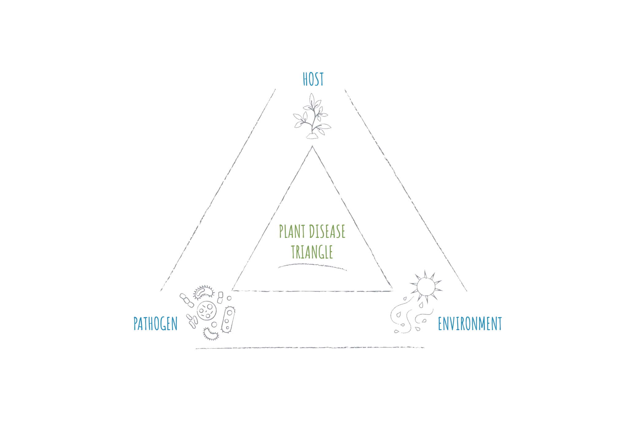 The Big Idea: Fighting a plant pandemic – Envision – College of ...