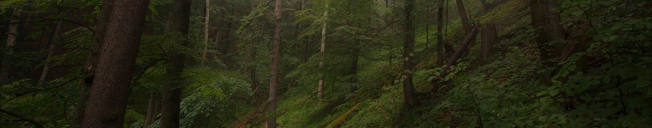 Forest Advanced Computing and Artificial Intelligence (FACAI) Laboratory