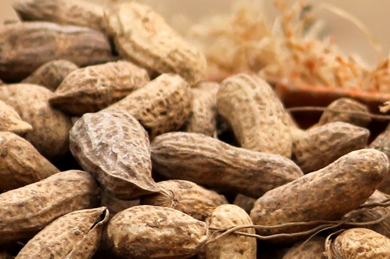 How Safe are Groundnuts Produced in Senegal? Main Takeaways from a ...
