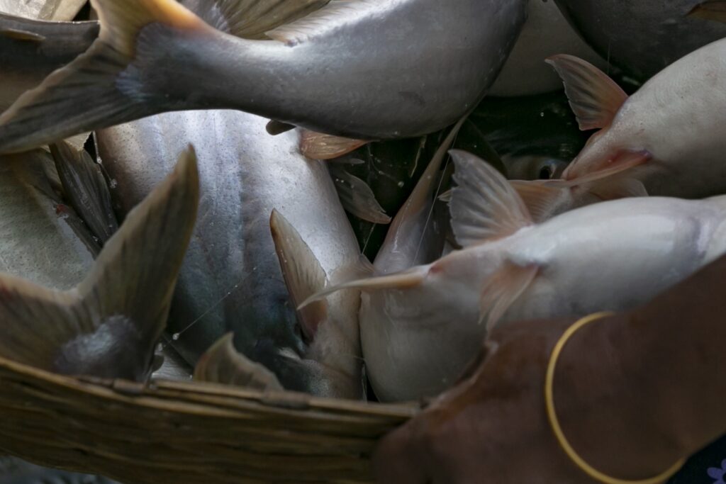 Finding a Way Forward: Safer Fish for Bangladeshi Consumers - Feed the ...