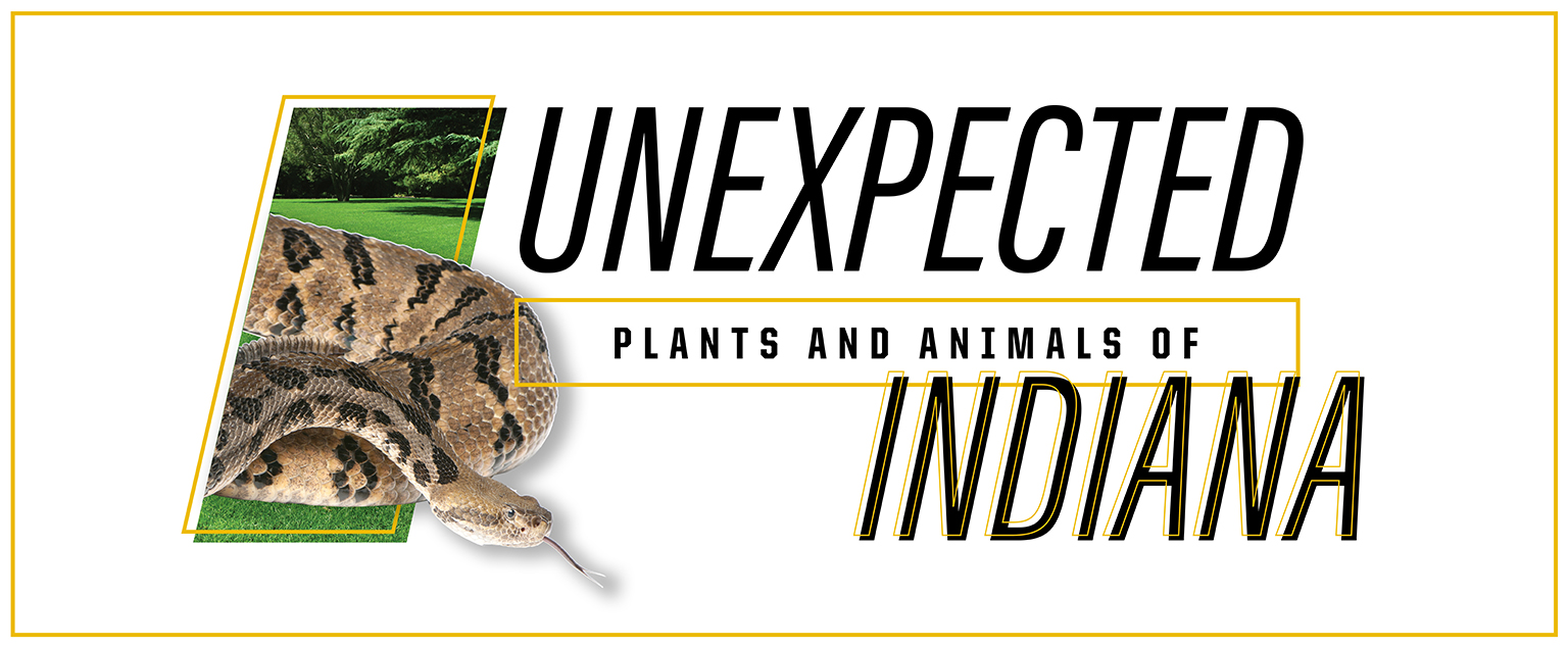 Unexpected Plants and Animals of Indiana: Timber Rattlesnake