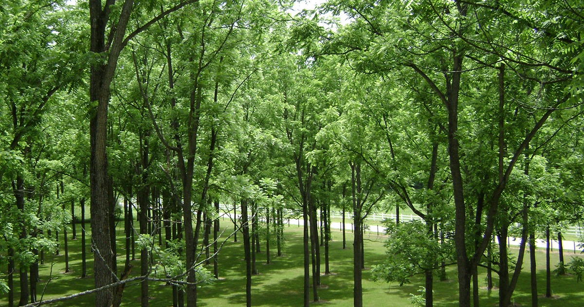 Detection & Prediction: How technology is fighting a future of tree ...