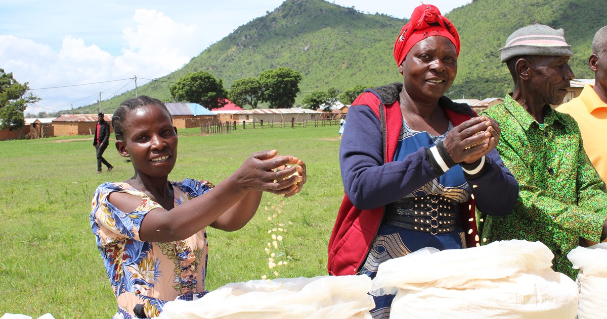 CASH-Tz: improving access to safe grain storage in Tanzania