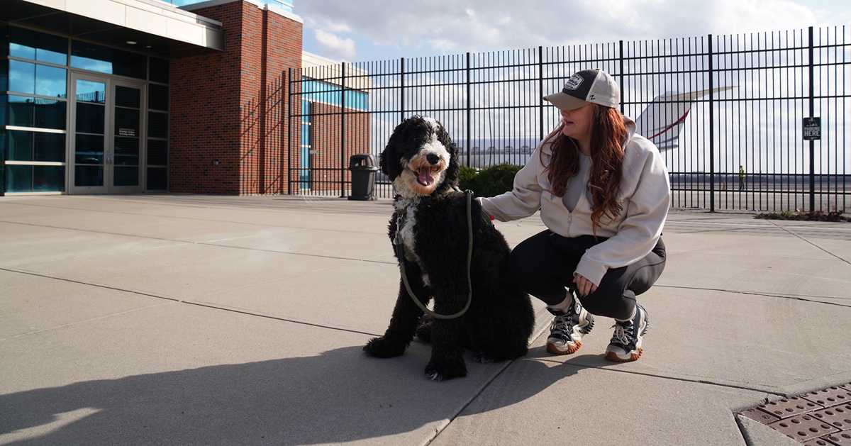 Paws on planes: travel tips for a calm and happy companion