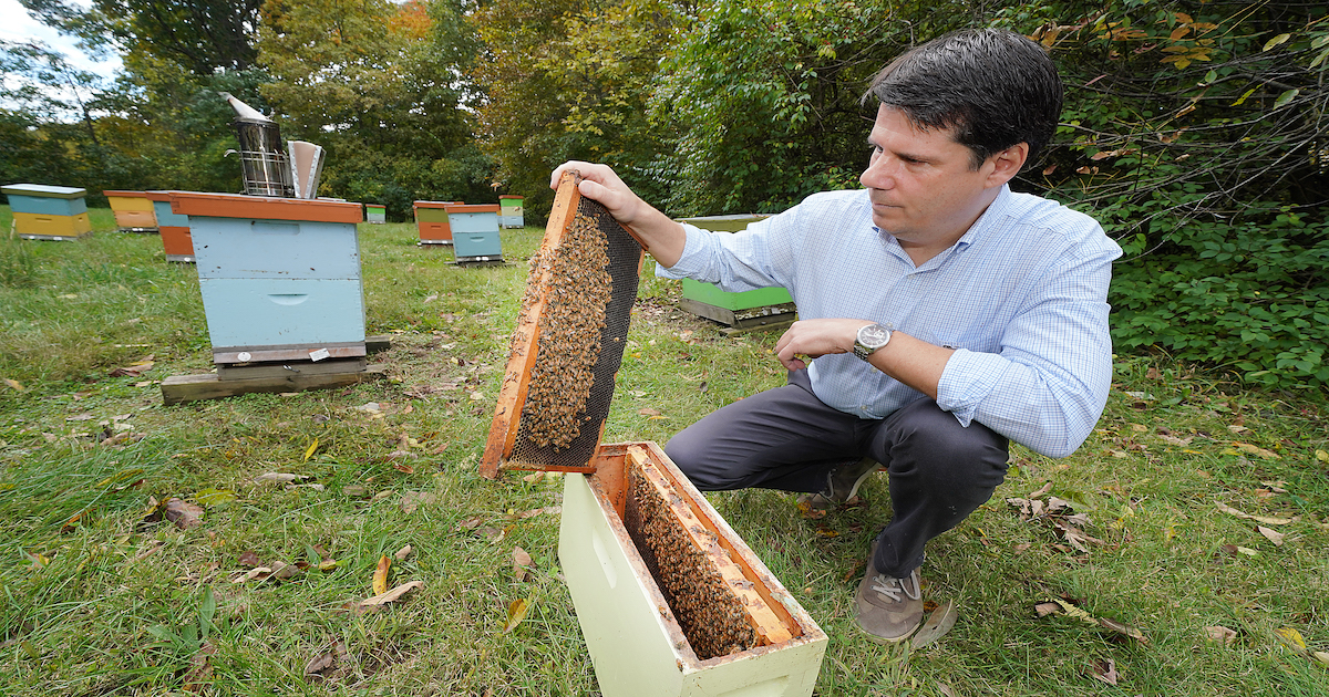 Beekeeping breakthroughs: Purdue research strengthens bee colonies for ...