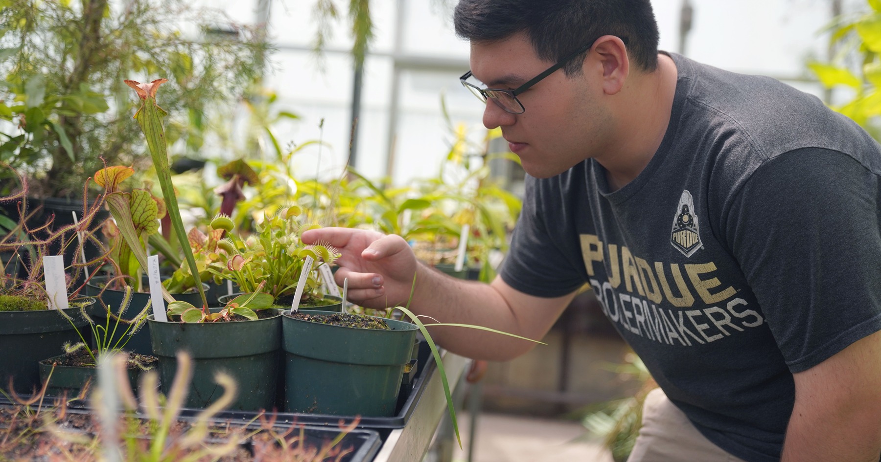 Fields Of Discovery: A hunger to research carnivorous plants