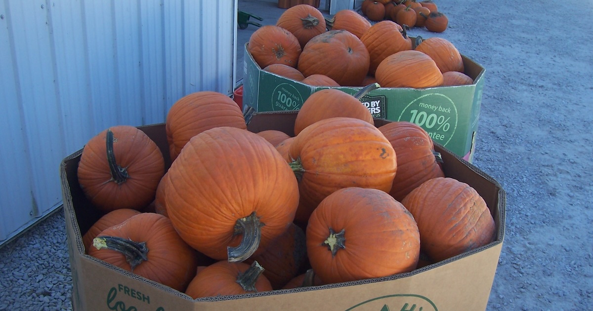 Squashing common farming challenges with resilient agriculture