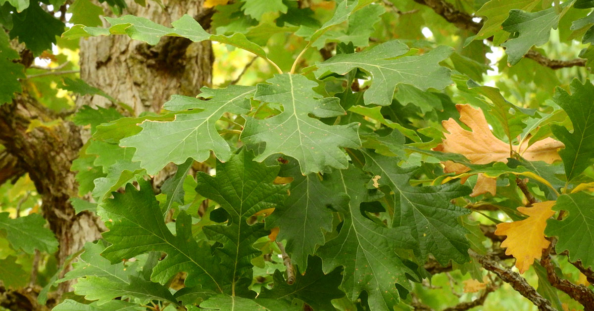 Intro to Trees of Indiana: Bur Oak