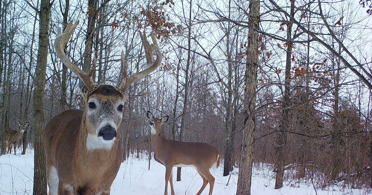 Research from DeWoody Lab Aims to Use DNA to Age Wildlife