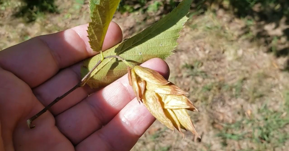 Intro to Trees of Indiana: Ironwood