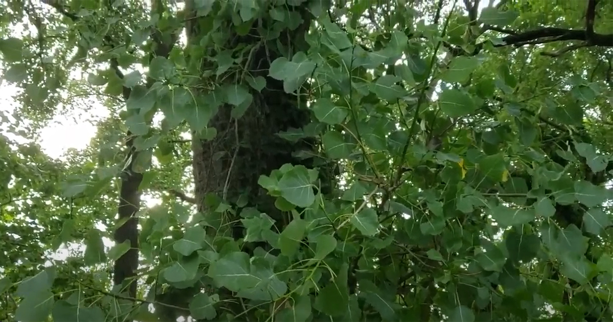 Intro to Trees of Indiana: Cottonwood