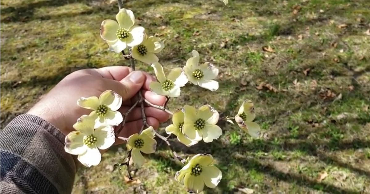 Intro to Trees of Indiana: Flowering Dogwood