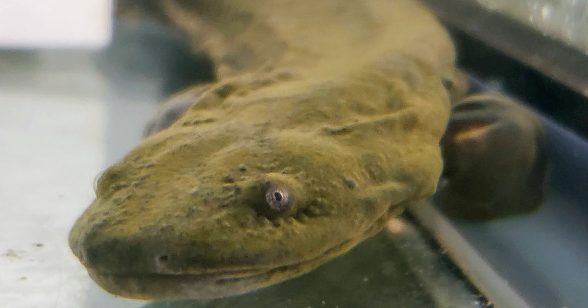 Help the Hellbender Lab Honored for Conservation Efforts