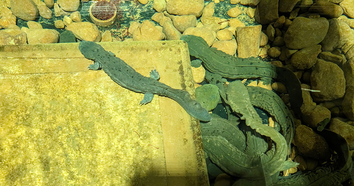 Metazoa Beer to Benefit Help the Hellbender Lab