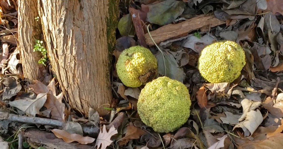 Intro to Trees of Indiana: Osage Orange