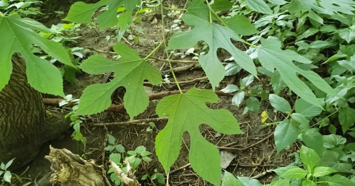 Intro to Trees of Indiana: Red Mulberry