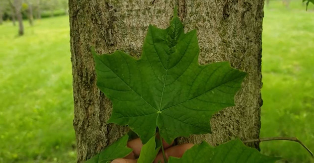 Forestry & Natural Resources