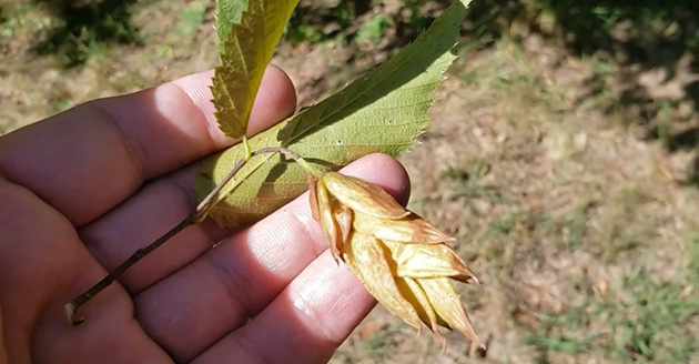 Forestry & Natural Resources