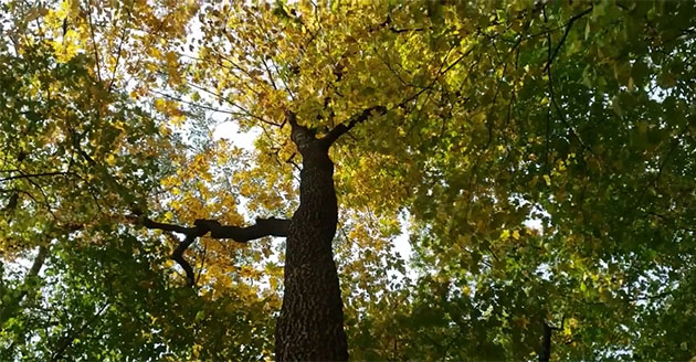 Forestry & Natural Resources