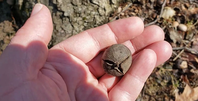 Forestry & Natural Resources