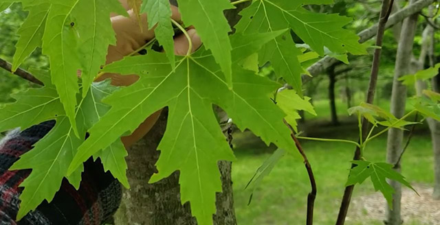 Forestry & Natural Resources