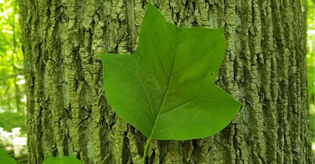 Forestry & Natural Resources