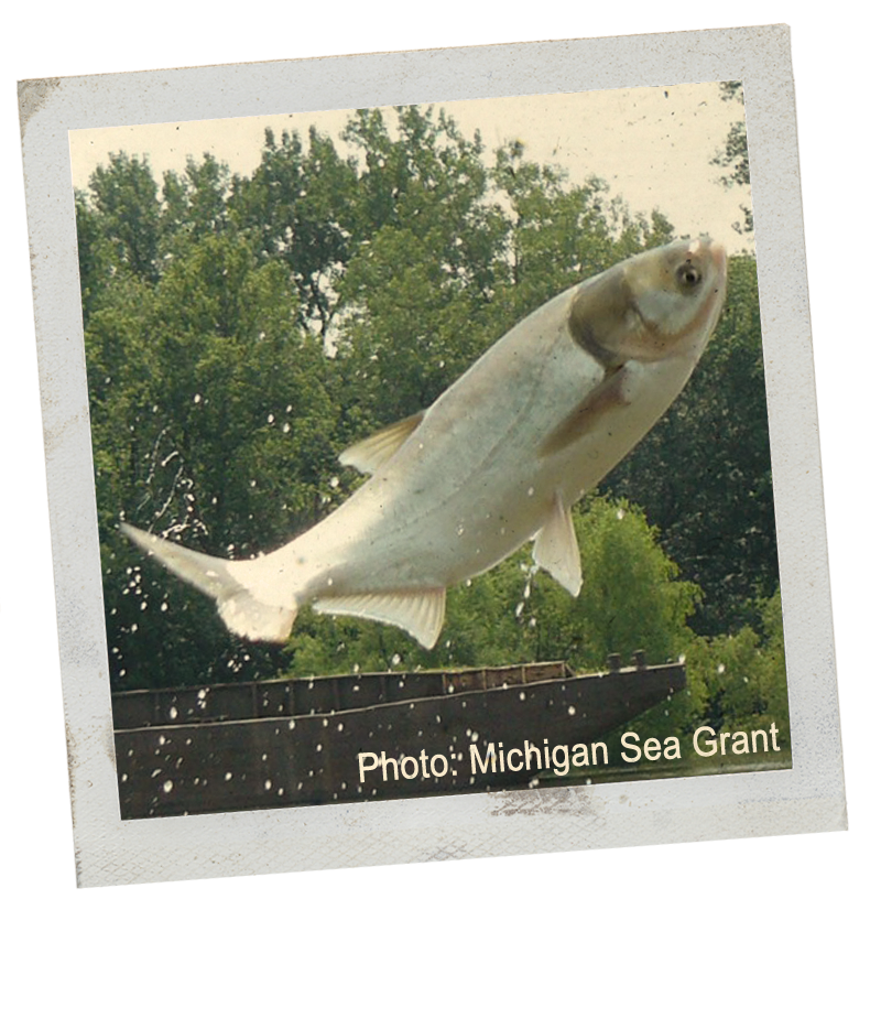 Asian Carp | Purdue University Report Invasive Species