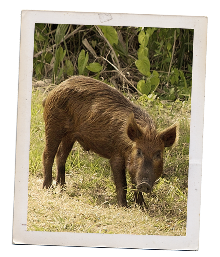 Feral Hogs | Purdue University Report Invasive Species