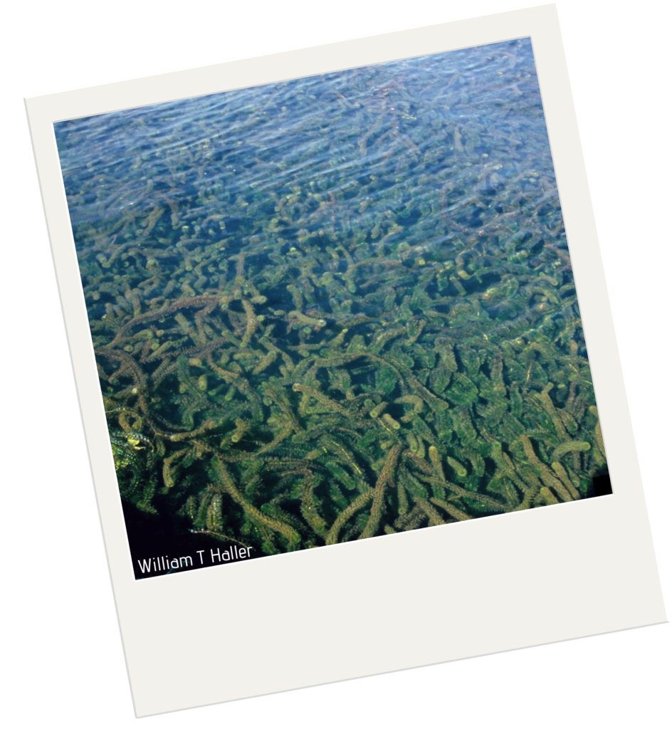 Brazilian Elodea | Purdue University Report Invasive Species