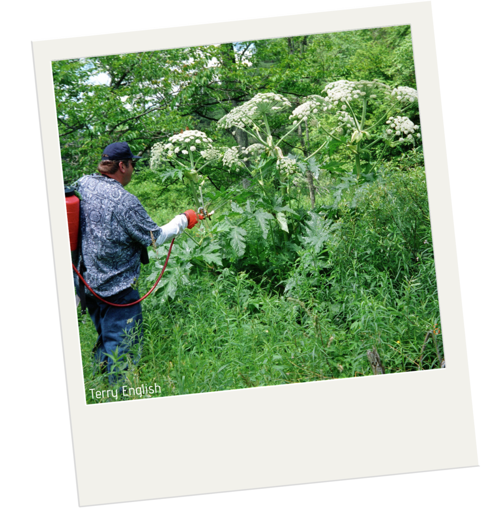 Giant Hogweed | Purdue University Report Invasive Species