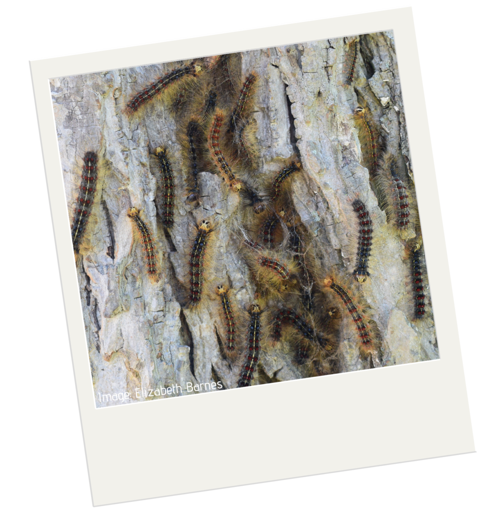 Spongy Moth | Purdue University Report Invasive Species