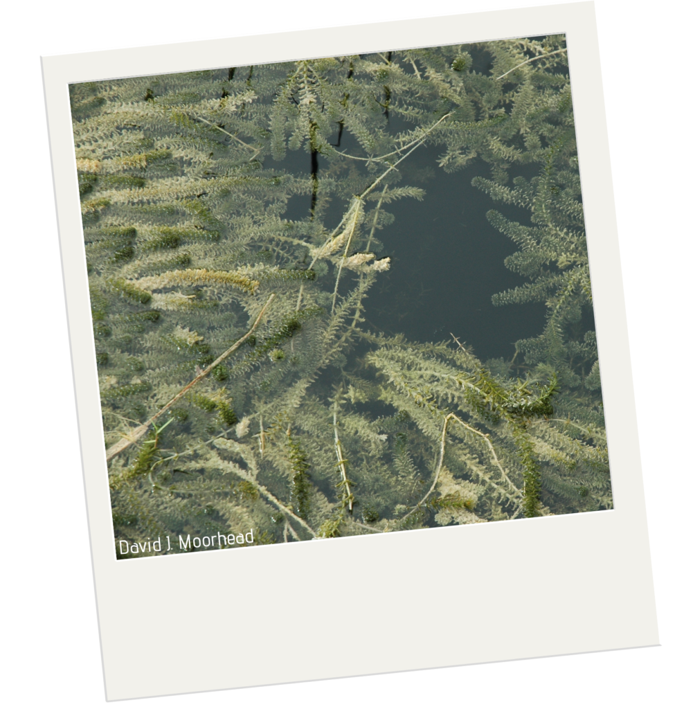 Hydrilla | Purdue University Report Invasive Species