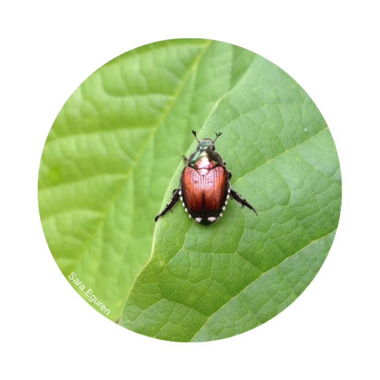 Crabapples Resistant to Apple Scab and Japanese Beetle in Indiana ...