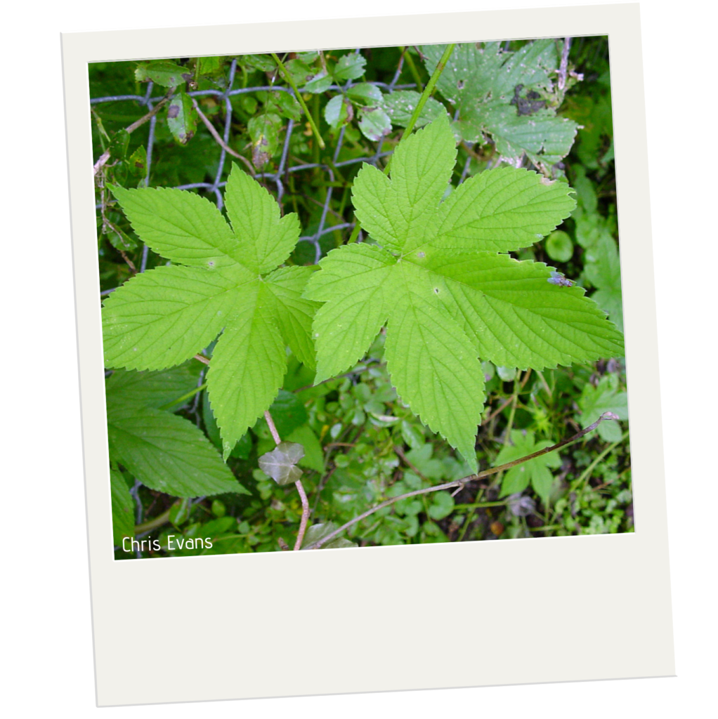 Japanese Hops | Purdue University Report Invasive Species