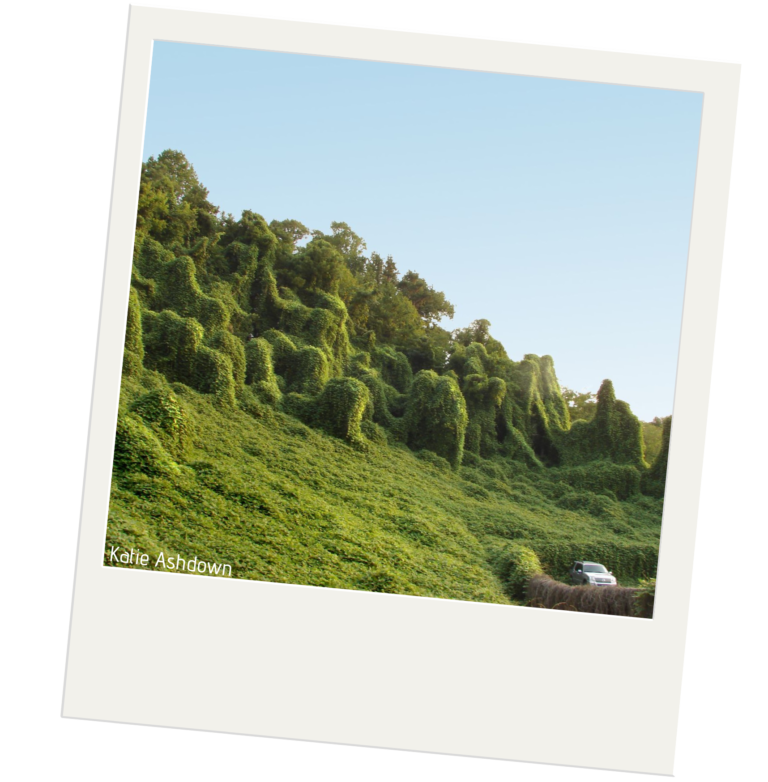 Kudzu | Purdue University Report Invasive Species